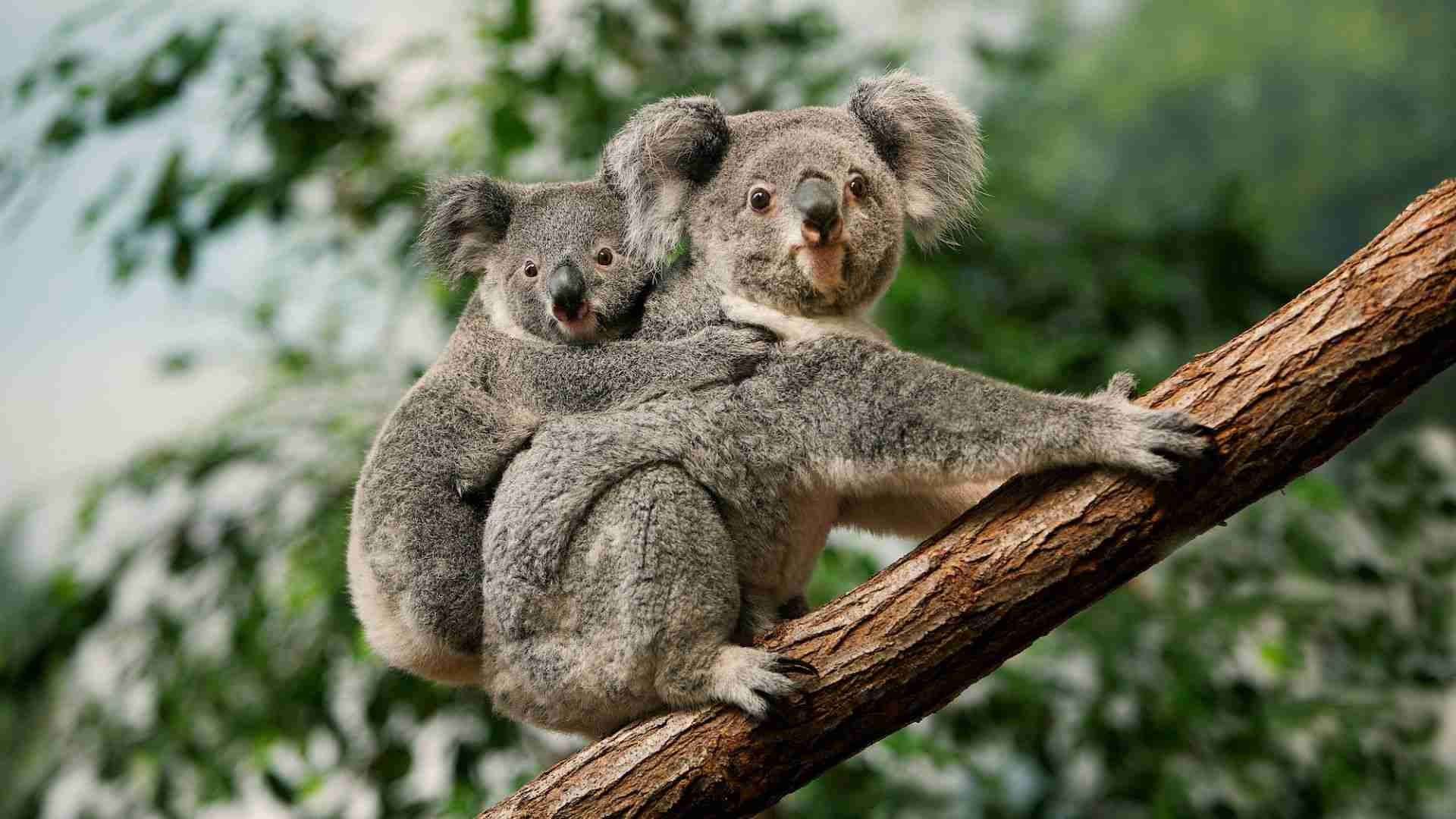 Interesting Facts about Koala | Blue Mountains Day Tours