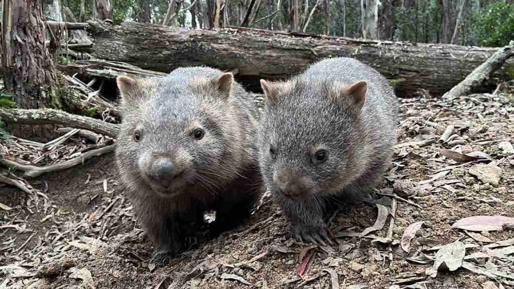 Interesting Facts about Wombats | Blue Mountains Day Tours