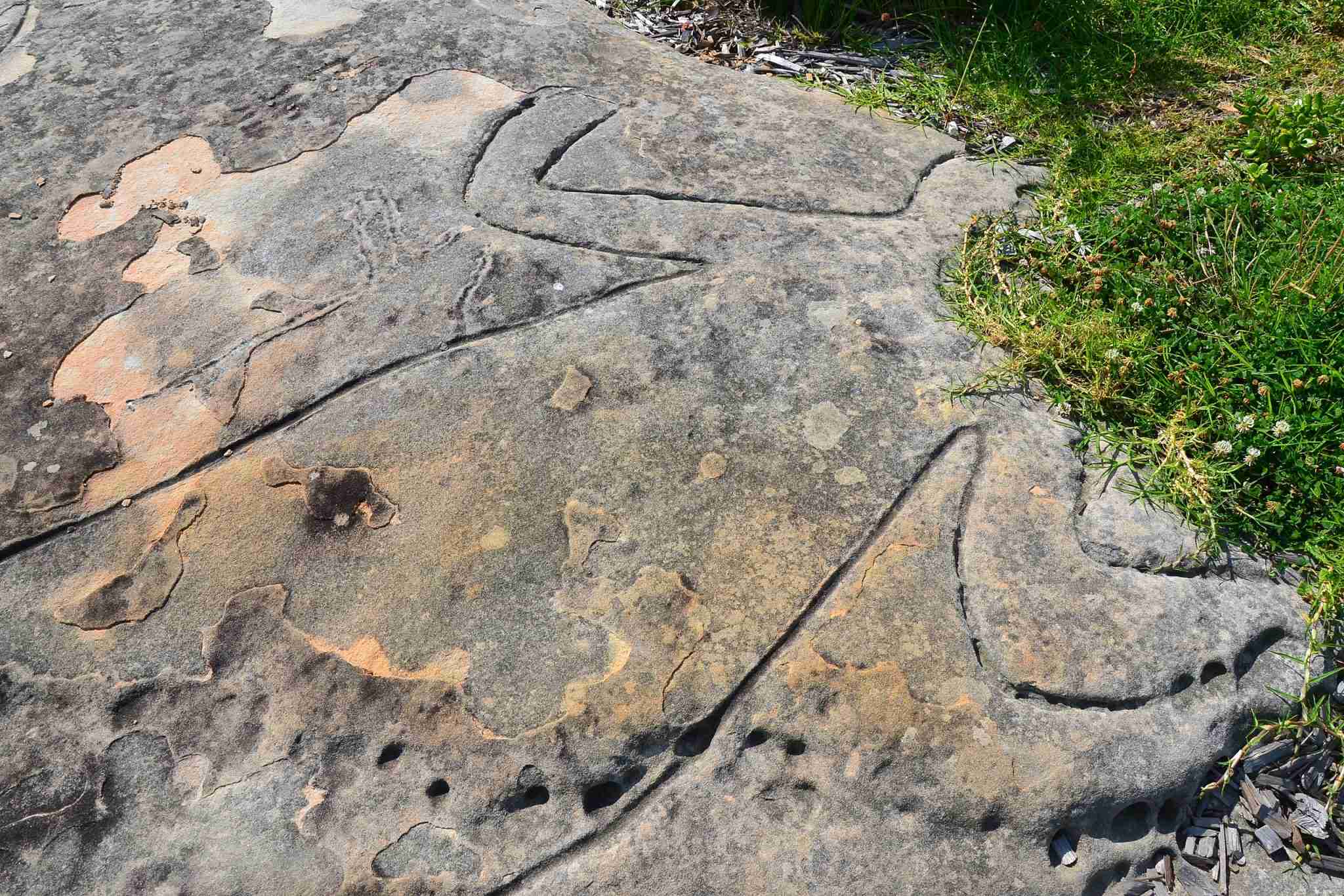 Discovering Aboriginal Rock Engravings | Blue Mountains Day Tours